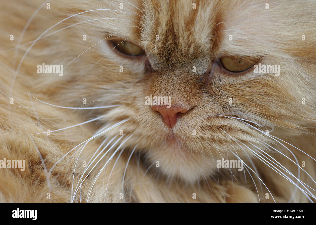 Persian longhair -Fotos und -Bildmaterial in hoher Auflösung – Alamy
