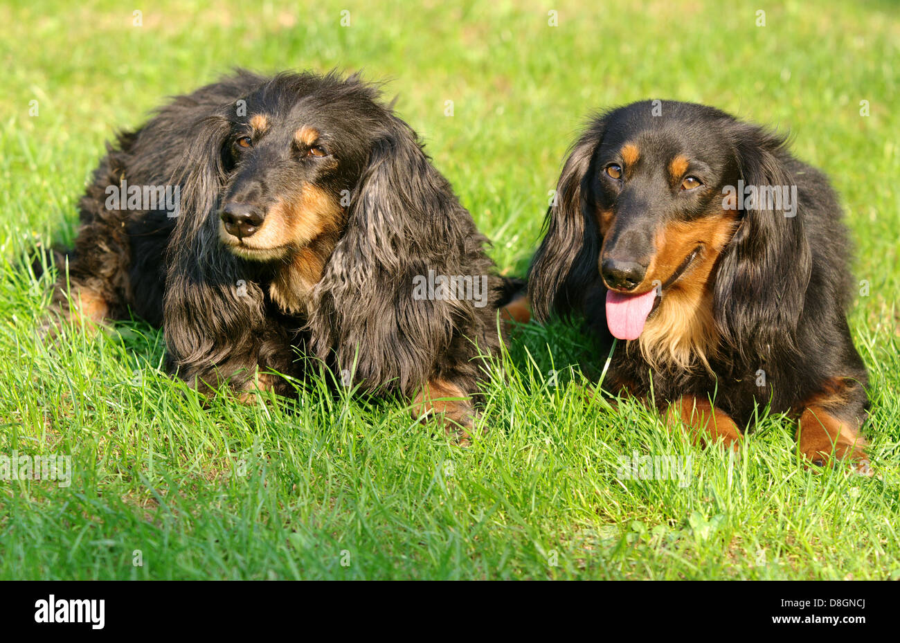 Langhaar dackel -Fotos und -Bildmaterial in hoher Auflösung – Alamy
