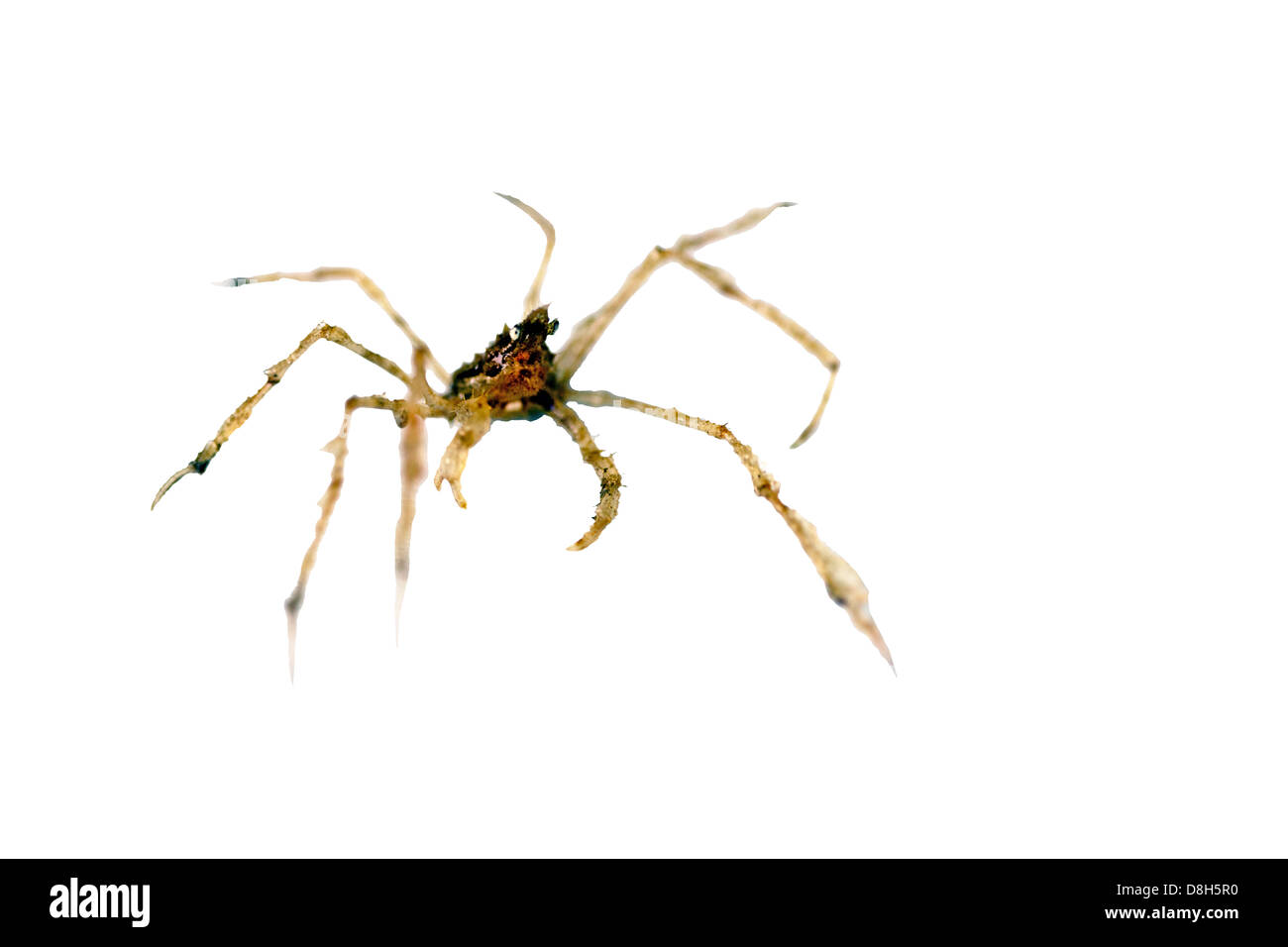 Seespinne weißen hintergrund -Fotos und -Bildmaterial in hoher ...