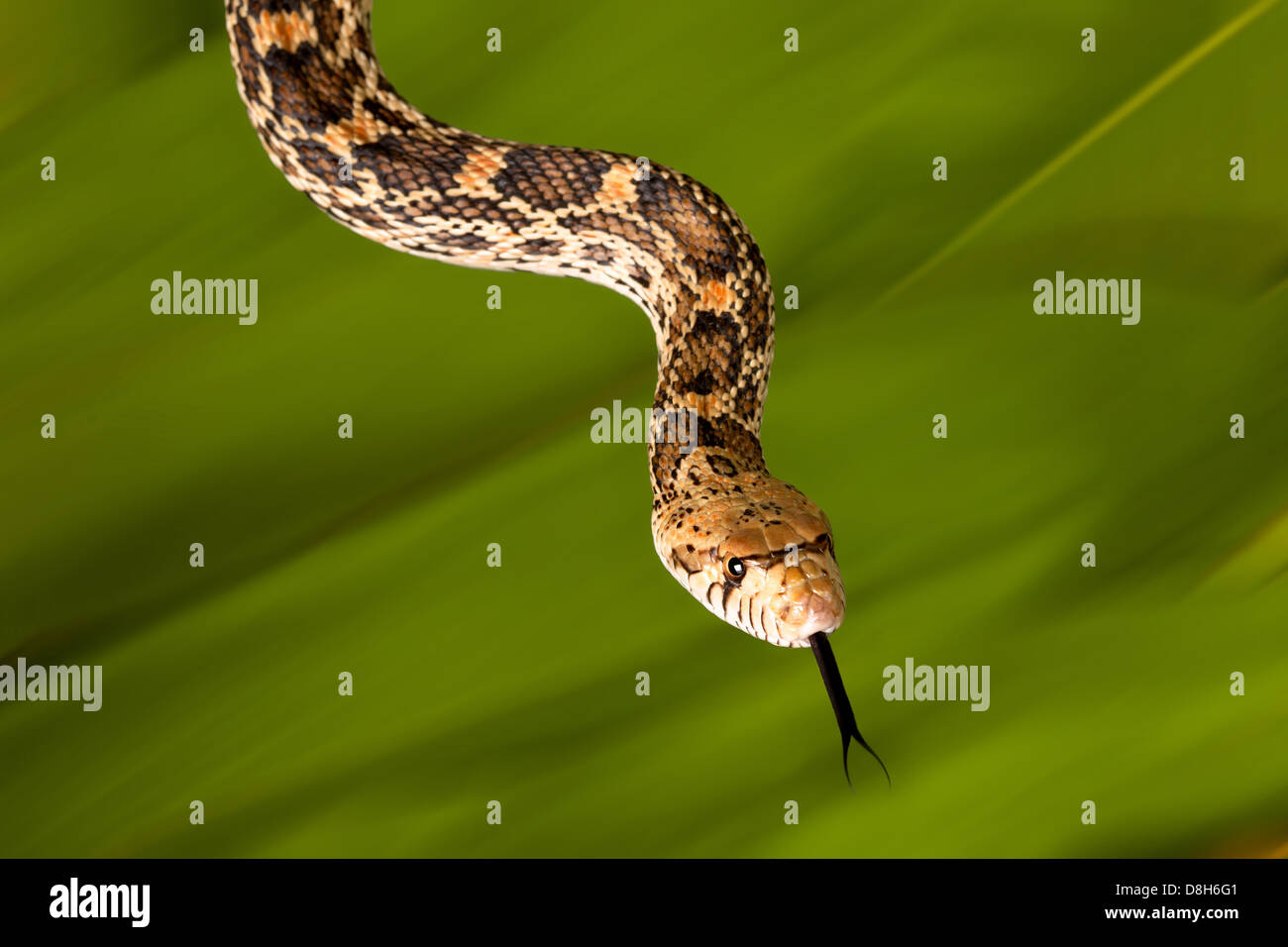 Snake tongue -Fotos und -Bildmaterial in hoher Auflösung – Alamy