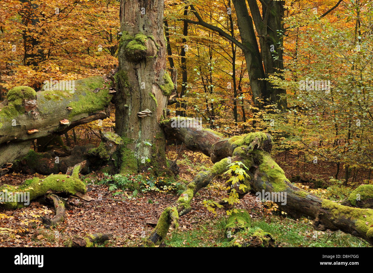 Naturdenkmal buche -Fotos und -Bildmaterial in hoher Auflösung – Alamy