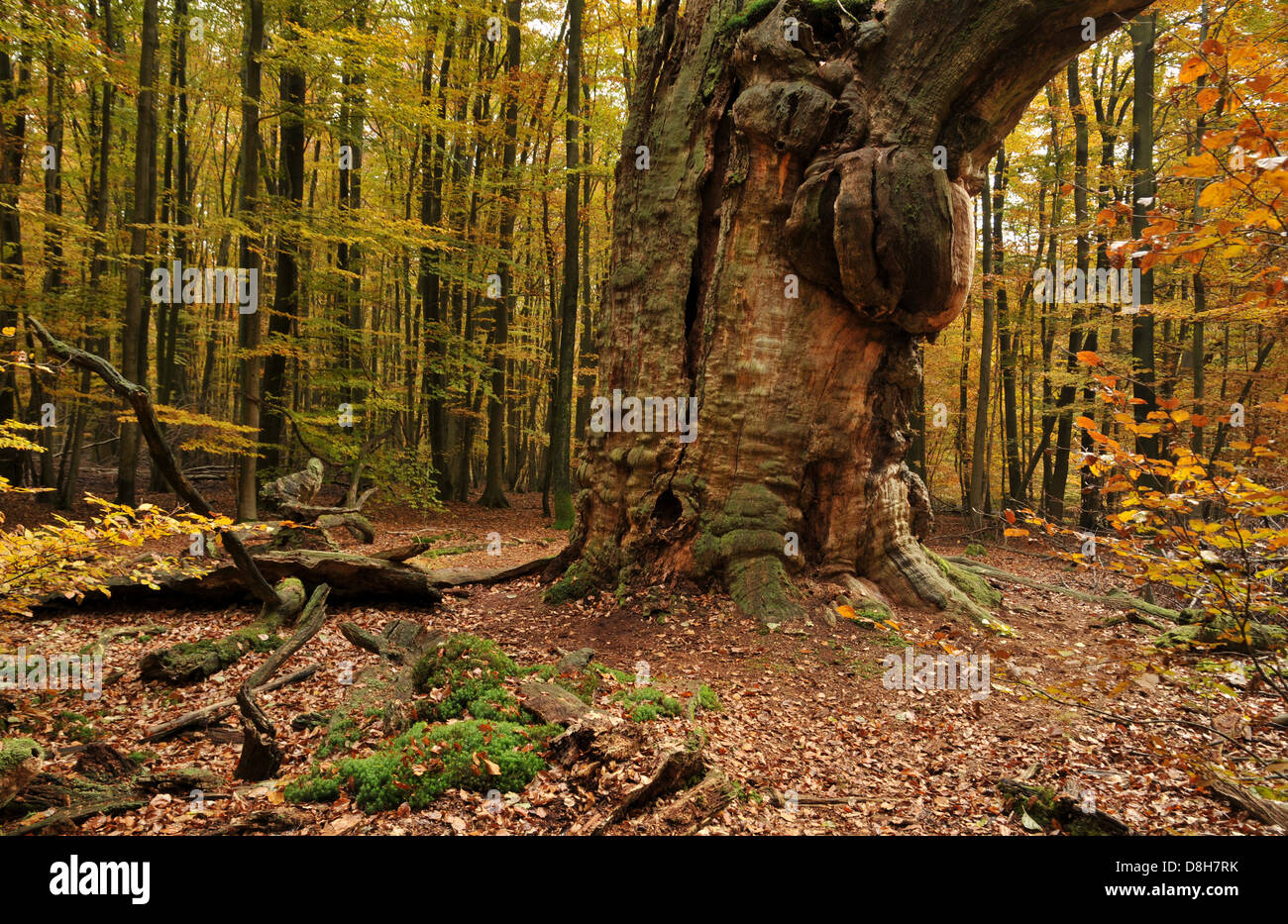 Naturdenkmal buche -Fotos und -Bildmaterial in hoher Auflösung – Alamy