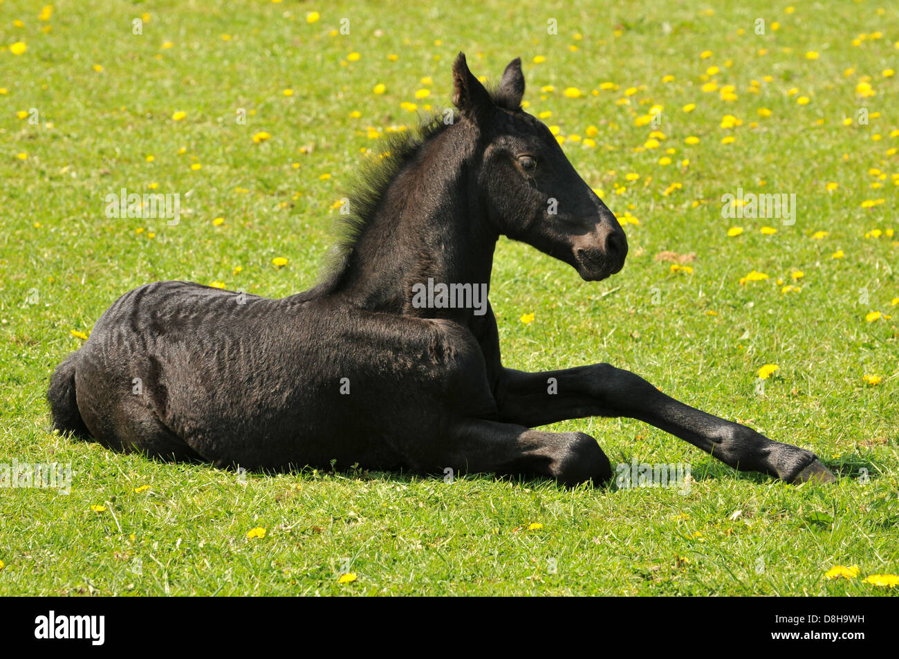 Friesen pferd -Fotos und -Bildmaterial in hoher Auflösung – Alamy