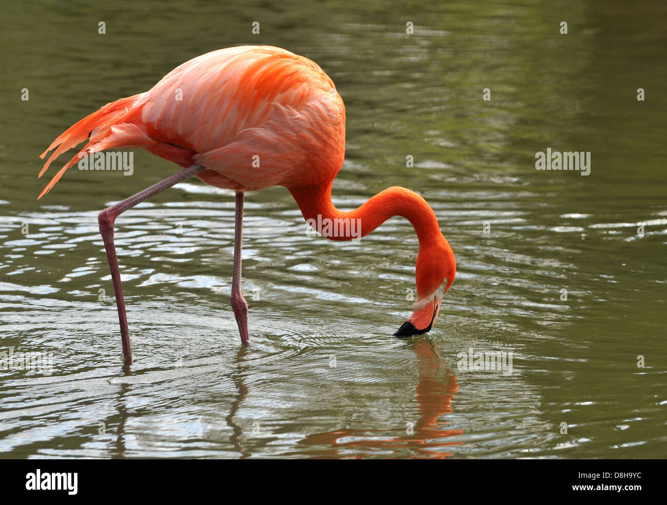 Cuba flamingo -Fotos und -Bildmaterial in hoher Auflösung – Alamy