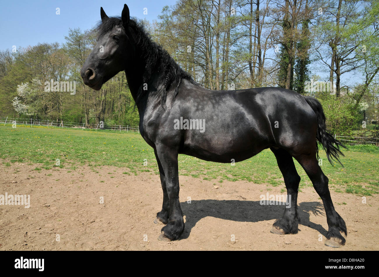 Friesen pferd -Fotos und -Bildmaterial in hoher Auflösung – Alamy
