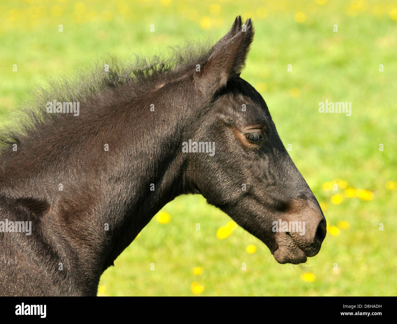 Friesen Fohlen Stockfotos und -bilder Kaufen - Alamy