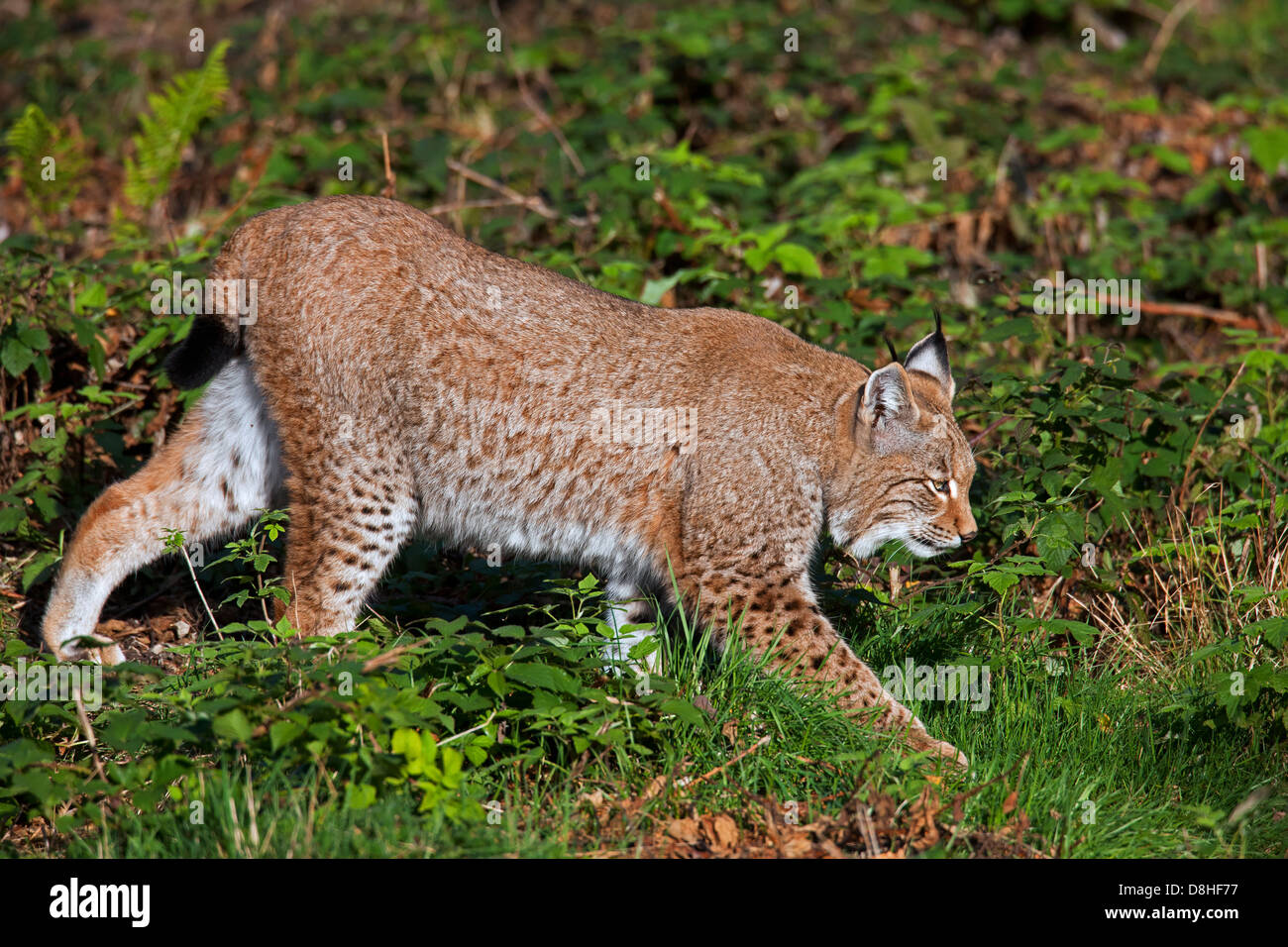 Eurasischer Luchs (Lynx Lynx) stalking Beute im Wald Stockfotografie ...