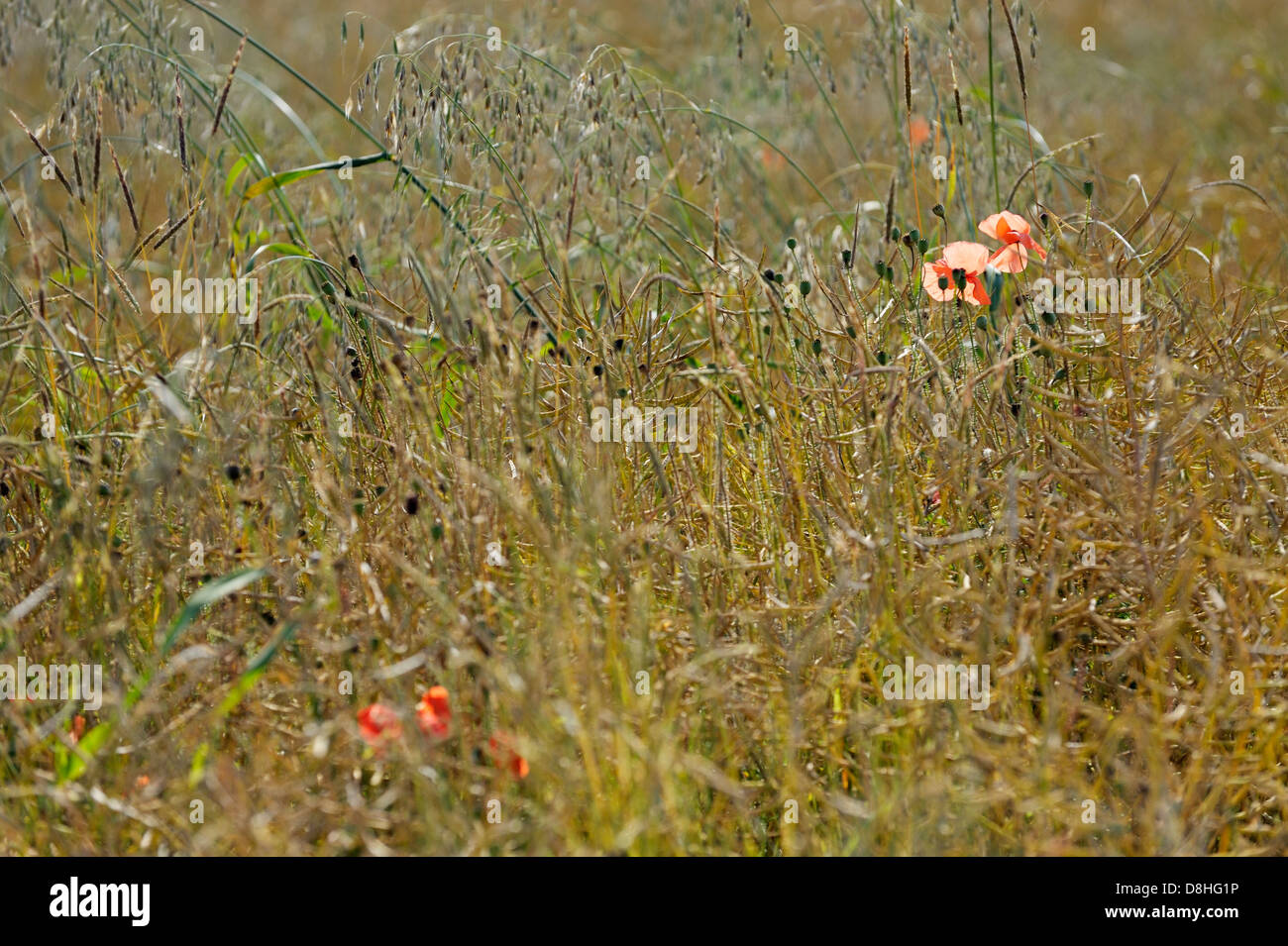 Heu auf englisch -Fotos und -Bildmaterial in hoher Auflösung – Alamy