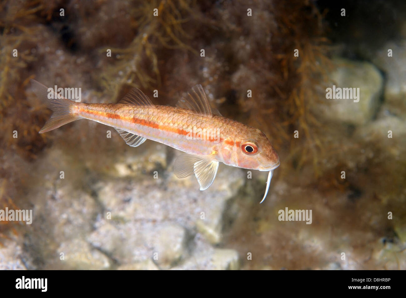Striped Mullet Fish Stockfotos und -bilder Kaufen - Alamy