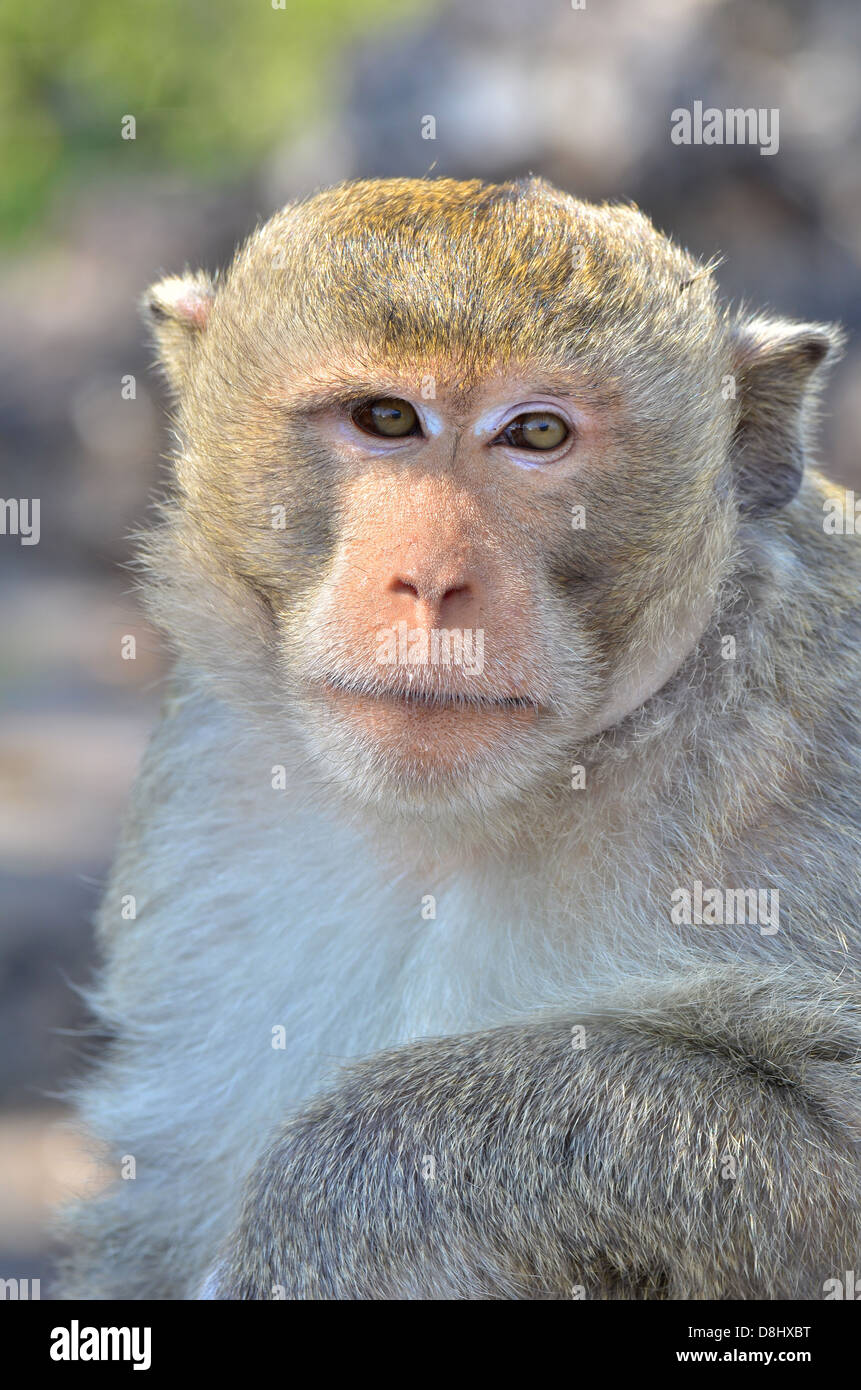 Affe regenwald thailand -Fotos und -Bildmaterial in hoher Auflösung – Alamy