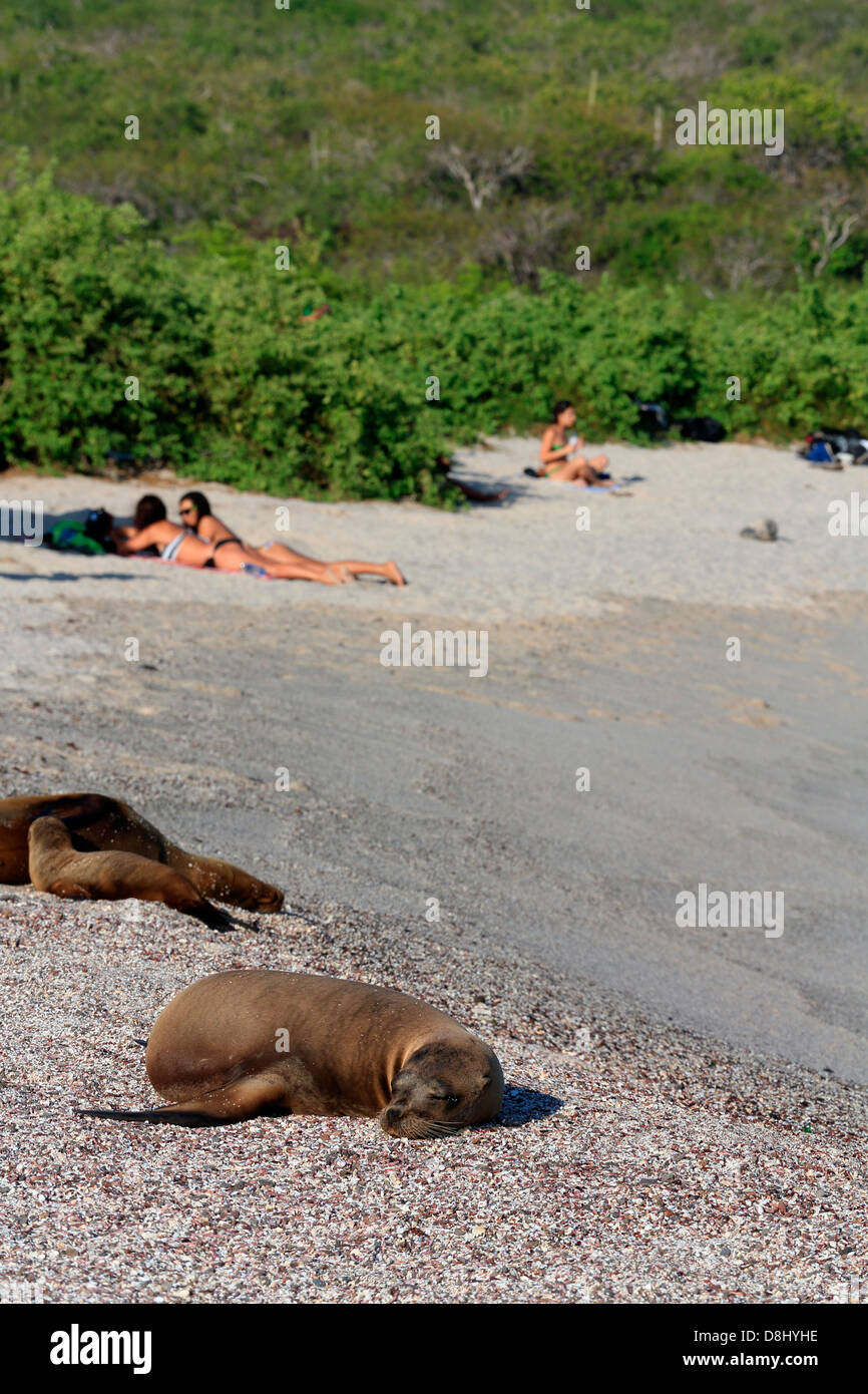 Seelöwen und Menschen Sonnenbaden am Strand von La Loberia auf San ...