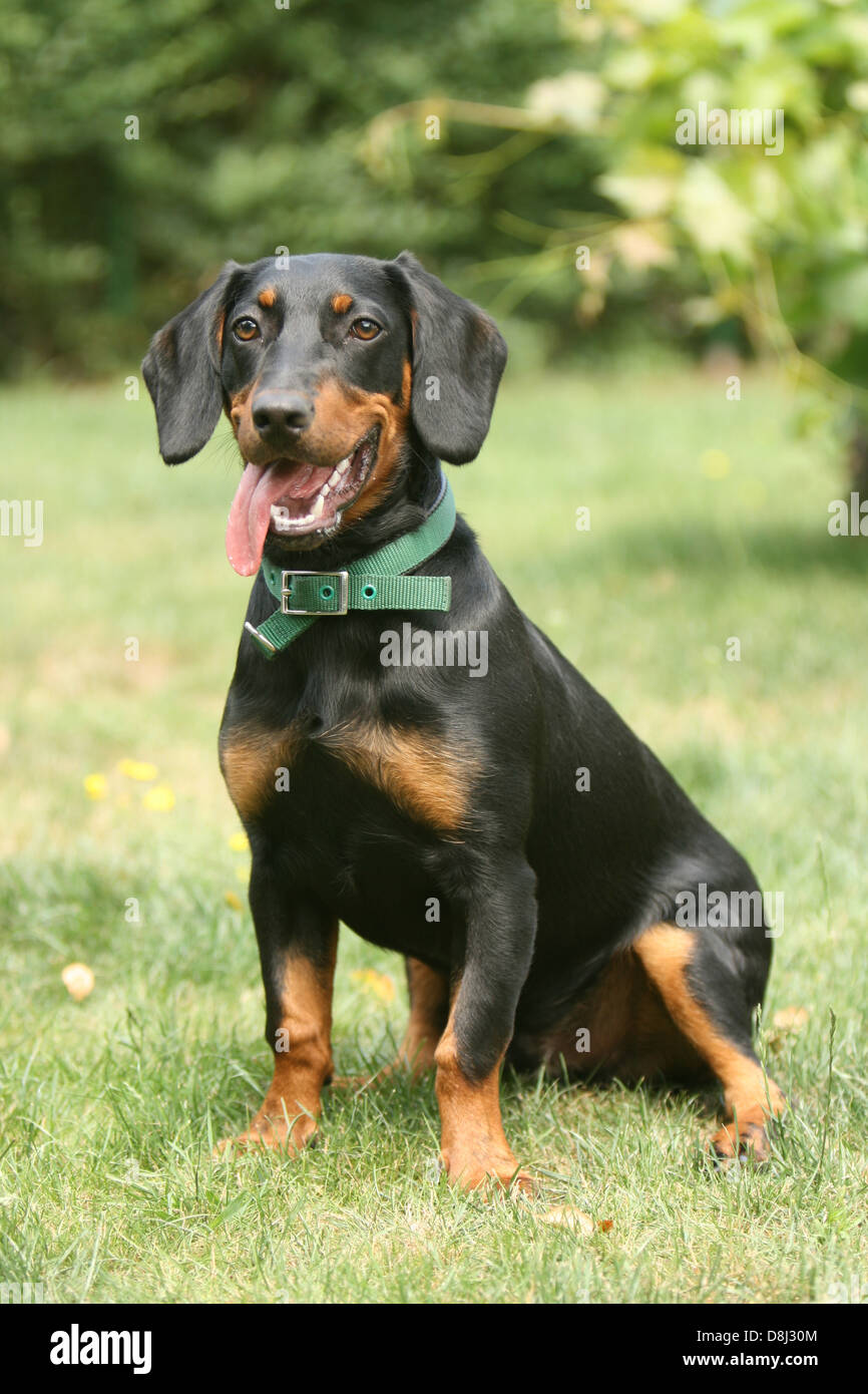 Alpine dachsbracke -Fotos und -Bildmaterial in hoher Auflösung – Alamy