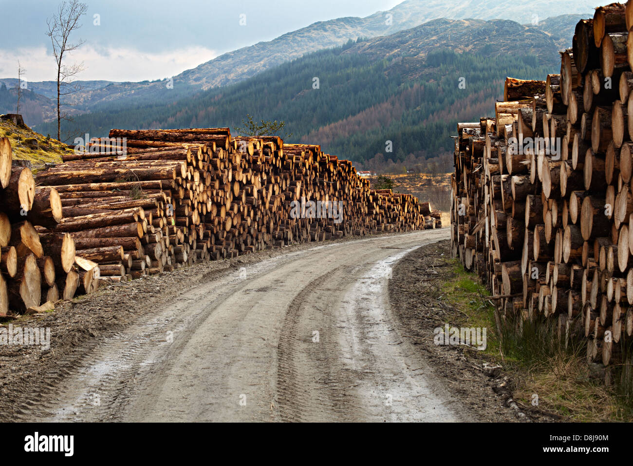 Forstwirtschaft an Polloch und Loch Shiel Stockfotografie - Alamy