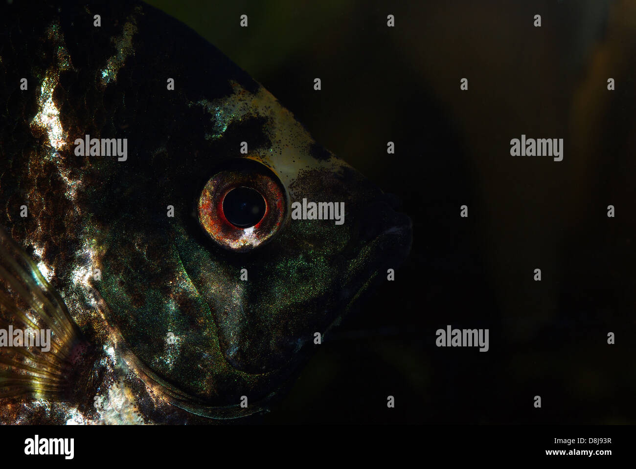 Marble cichlid -Fotos und -Bildmaterial in hoher Auflösung – Alamy