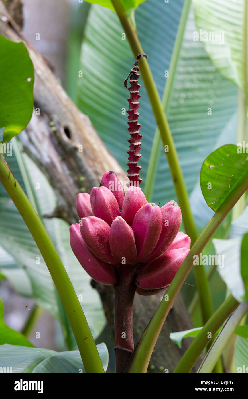 Wilde bananen -Fotos und -Bildmaterial in hoher Auflösung – Alamy