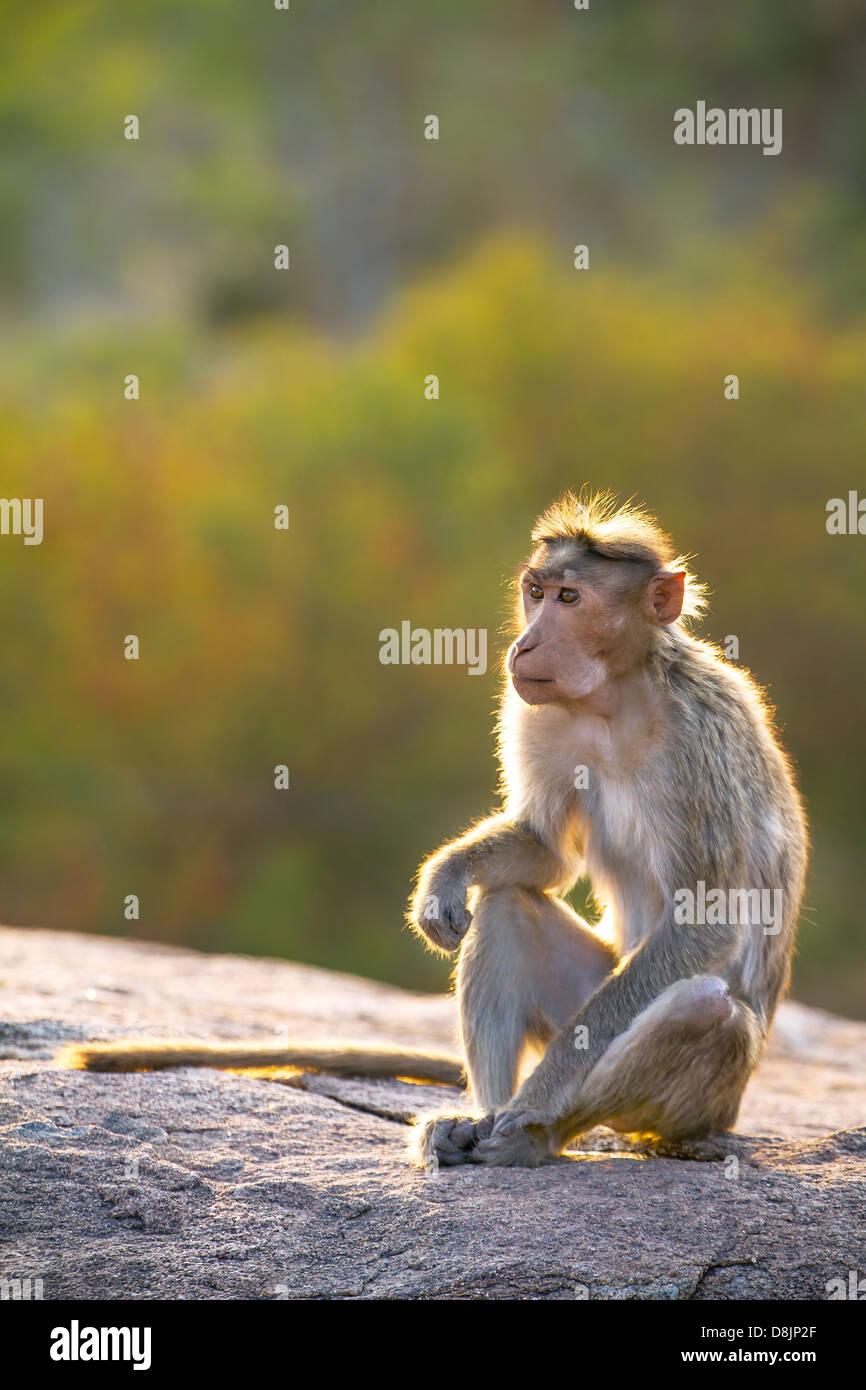 Rhesus monkey macaca mulatta -Fotos und -Bildmaterial in hoher ...