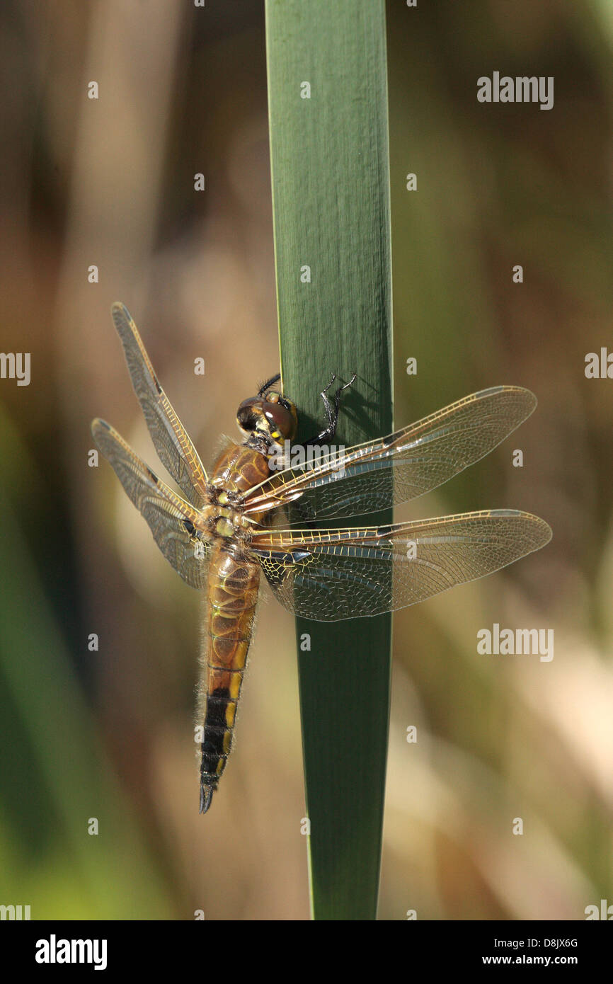 Libellen augen -Fotos und -Bildmaterial in hoher Auflösung – Alamy
