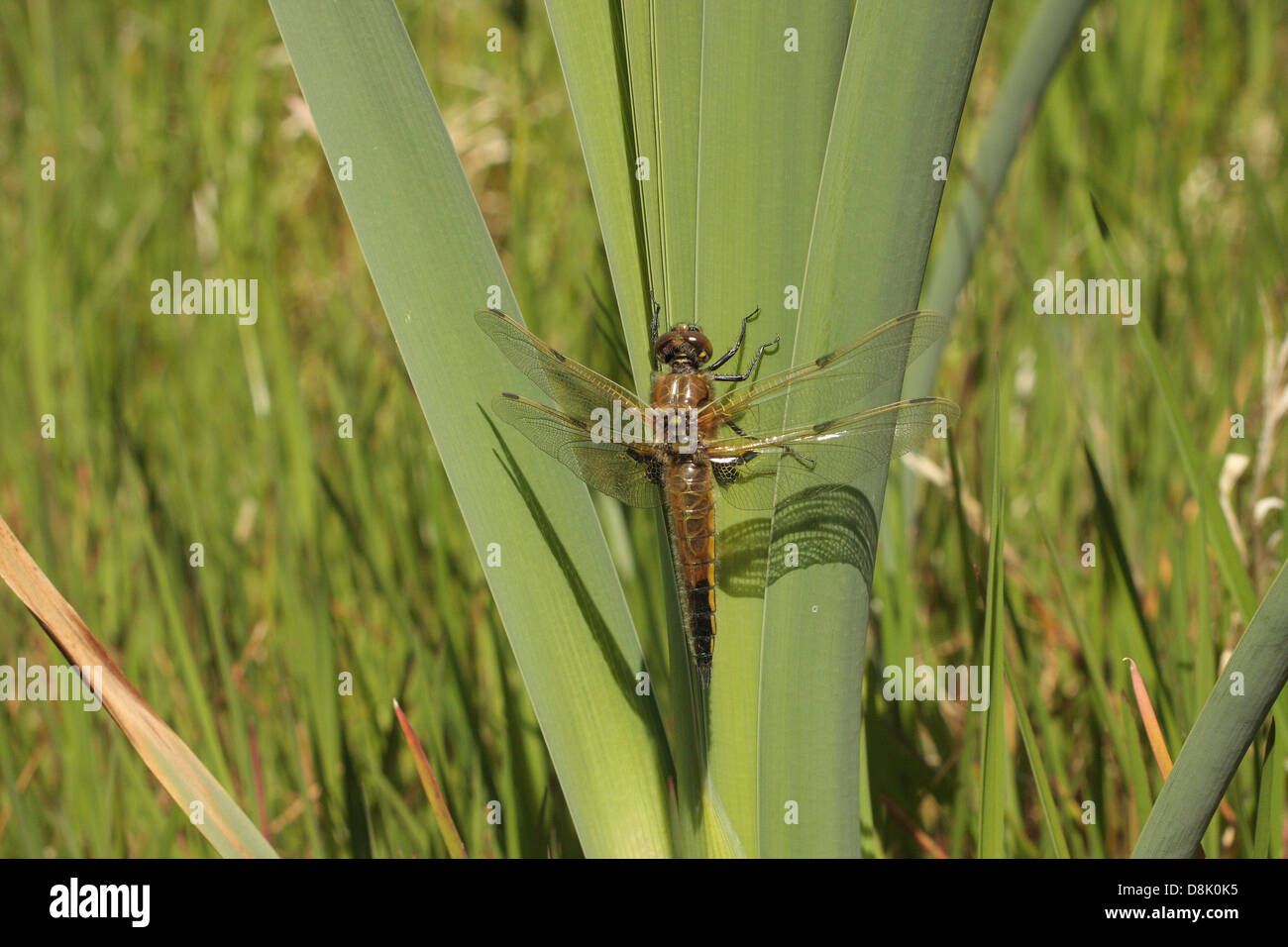 Libellen augen -Fotos und -Bildmaterial in hoher Auflösung – Alamy