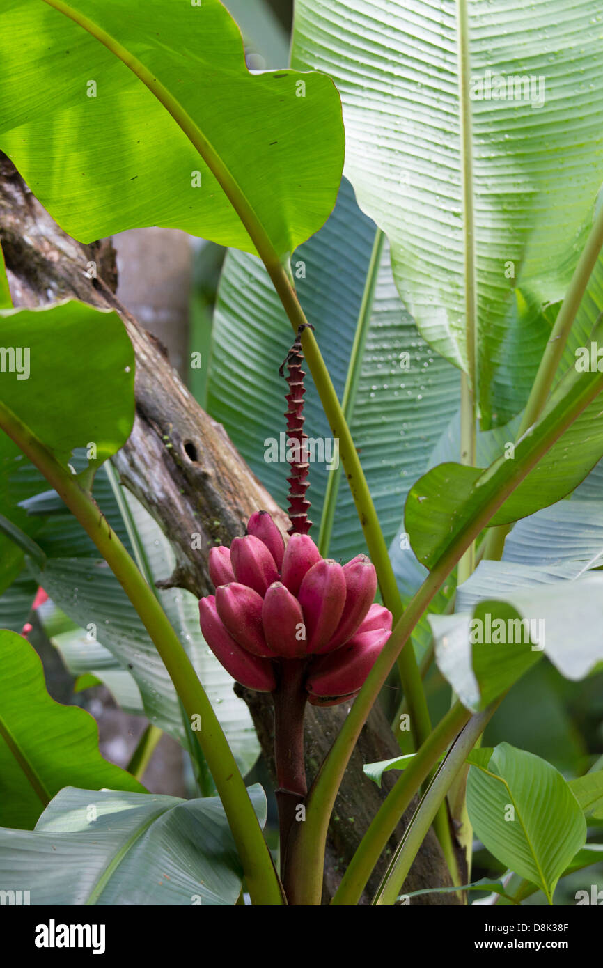 Bananas costa rica -Fotos und -Bildmaterial in hoher Auflösung – Alamy