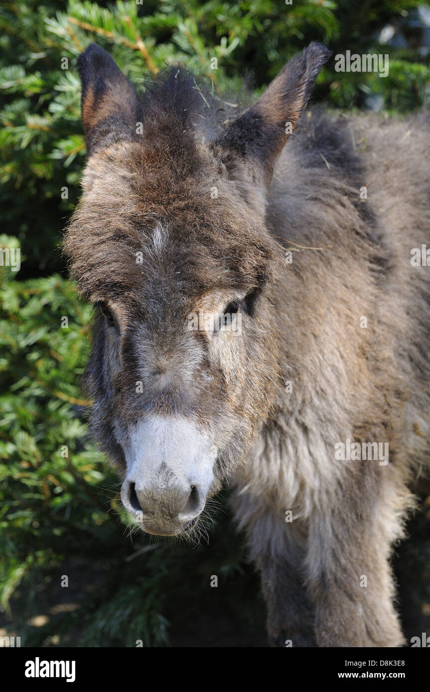 Esel domestiziertes tier -Fotos und -Bildmaterial in hoher Auflösung ...