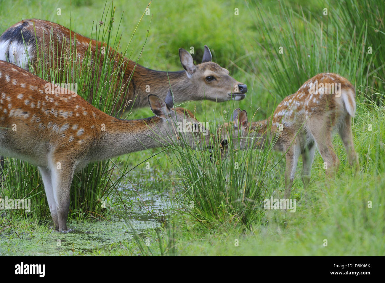Damwild tierbaby -Fotos und -Bildmaterial in hoher Auflösung – Alamy