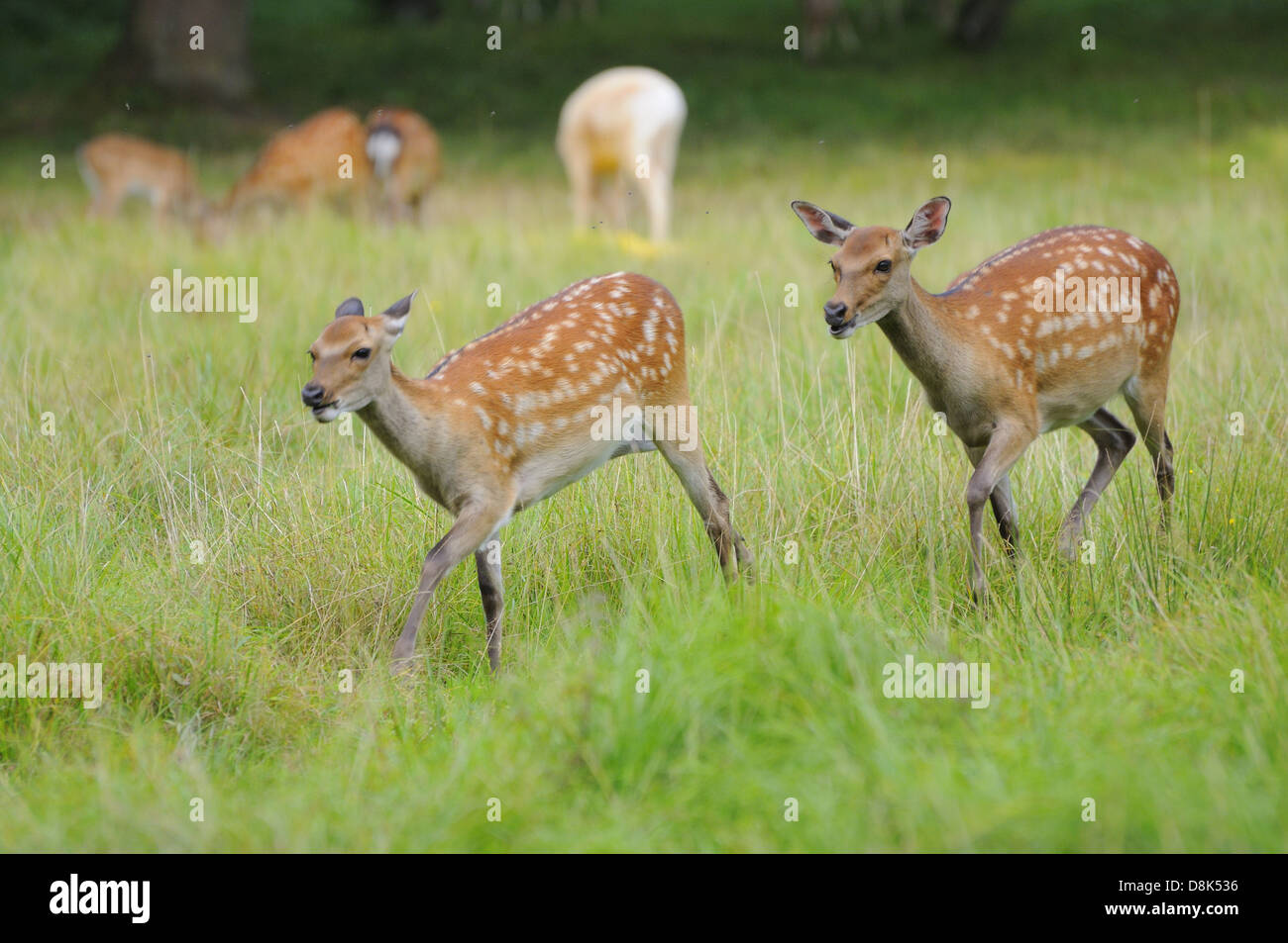 Damwild wiese -Fotos und -Bildmaterial in hoher Auflösung – Alamy