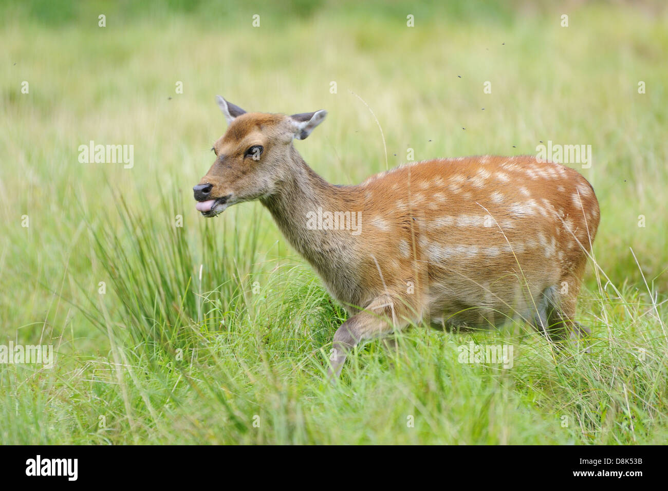 Damwild wiese -Fotos und -Bildmaterial in hoher Auflösung – Alamy