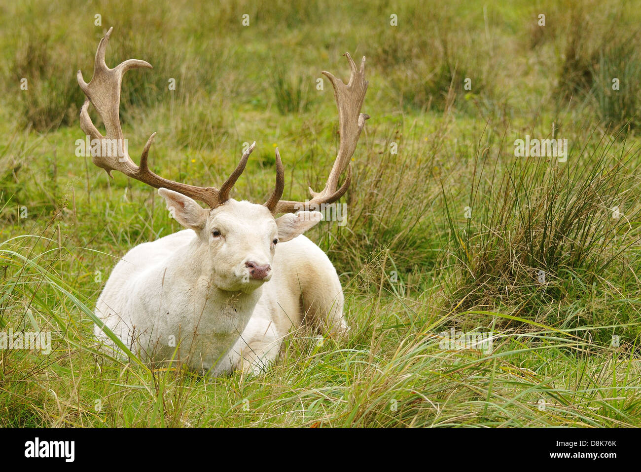 Damwild gehege -Fotos und -Bildmaterial in hoher Auflösung – Alamy