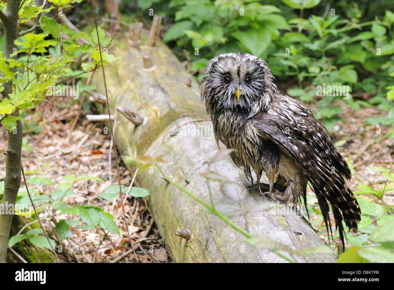 Nasse eule -Fotos und -Bildmaterial in hoher Auflösung – Alamy