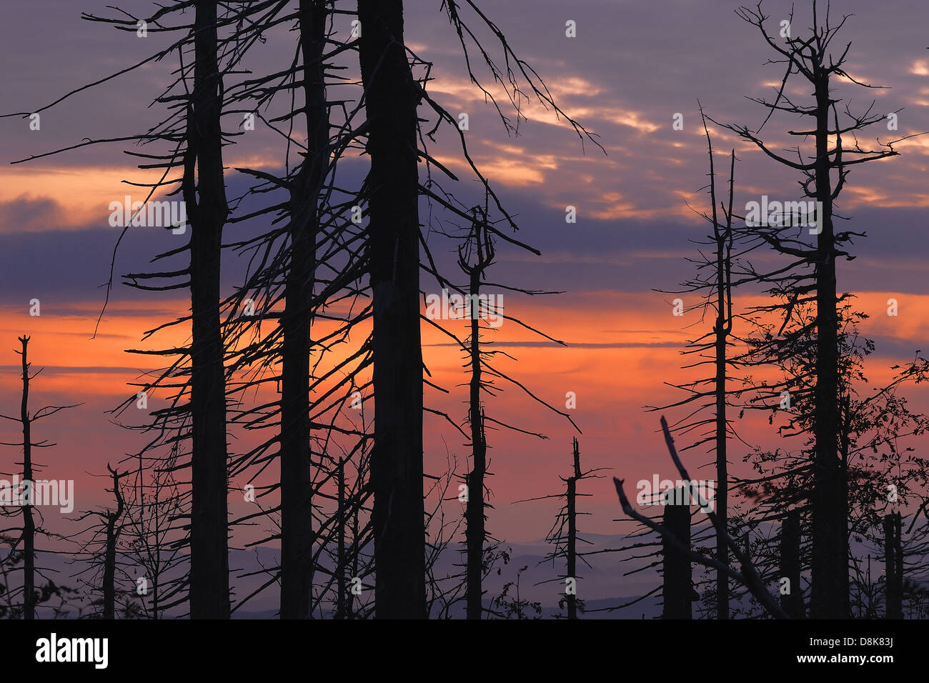 Blick von der lusen -Fotos und -Bildmaterial in hoher Auflösung – Alamy