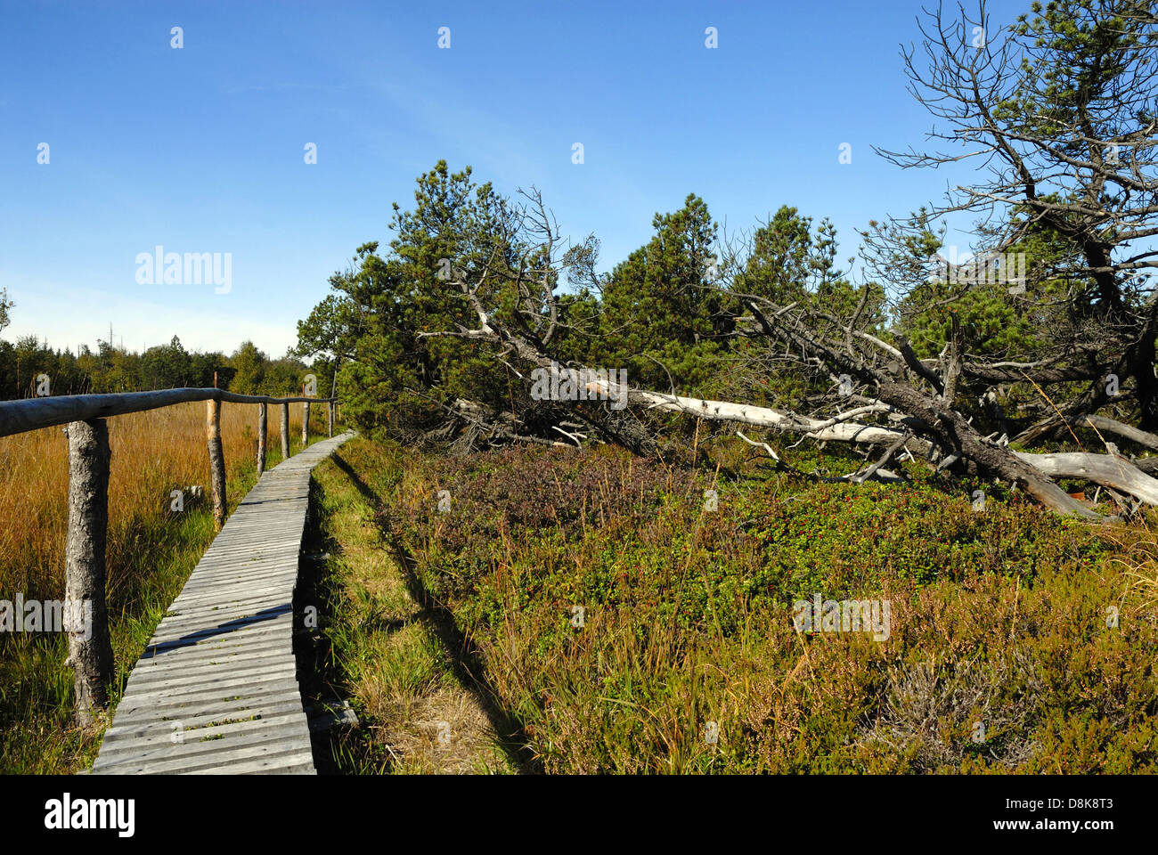 Moor hochmoor -Fotos und -Bildmaterial in hoher Auflösung – Alamy