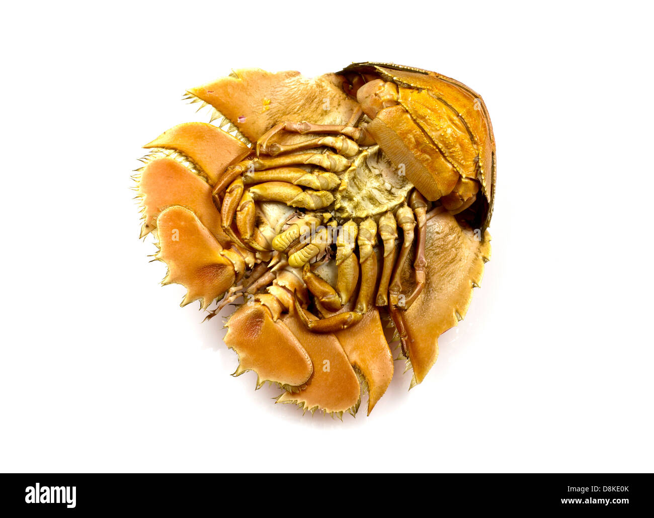 Balmain bug -Fotos und -Bildmaterial in hoher Auflösung – Alamy