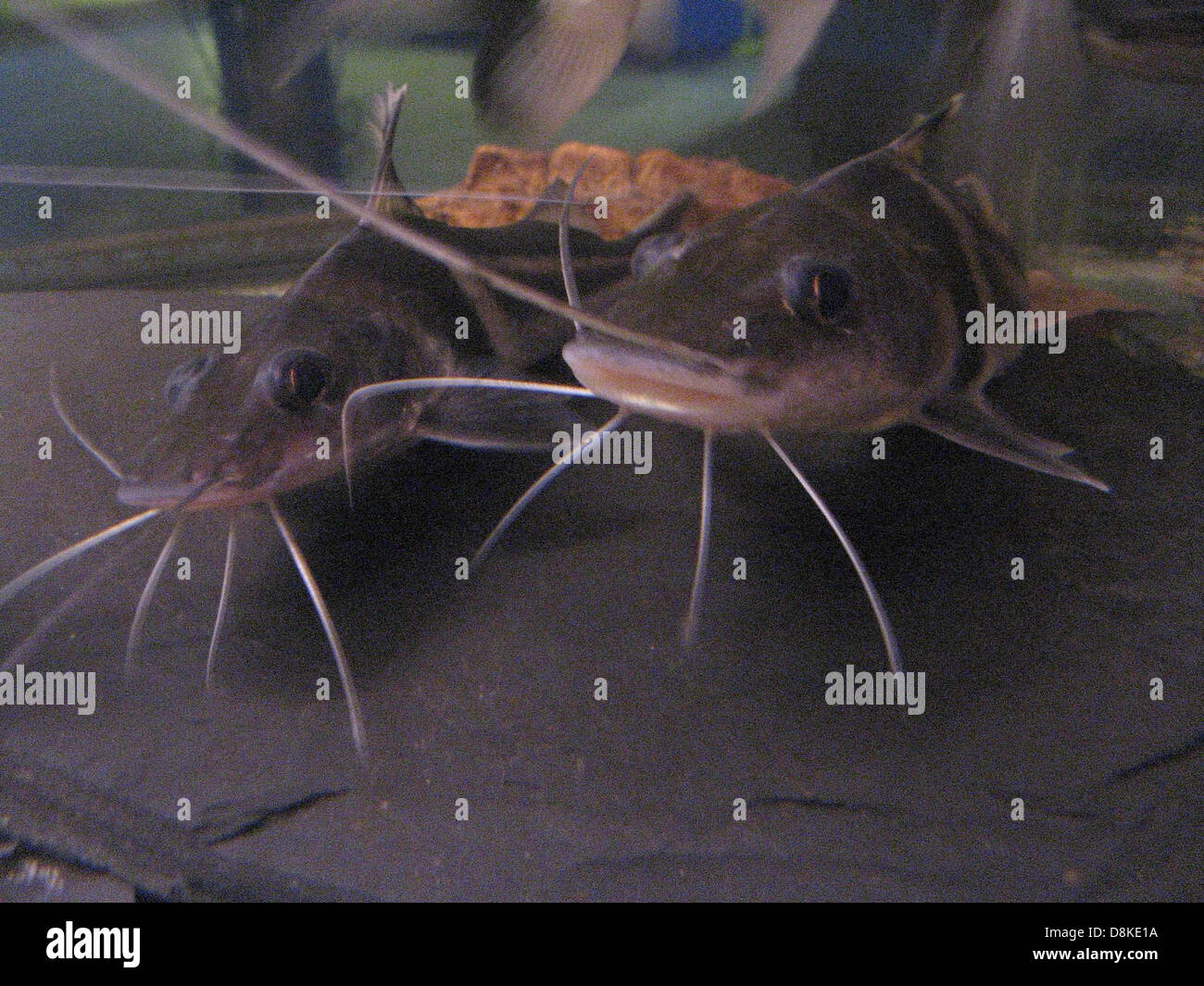 Eine Nahaufnahme eines Stachelfisches, der seine unverwechselbaren ...