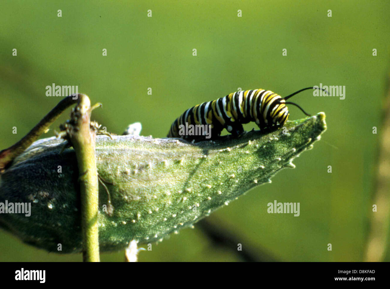 Monarch-Schmetterling Raupe Insekt Danaus Plexippus Stockfotografie - Alamy
