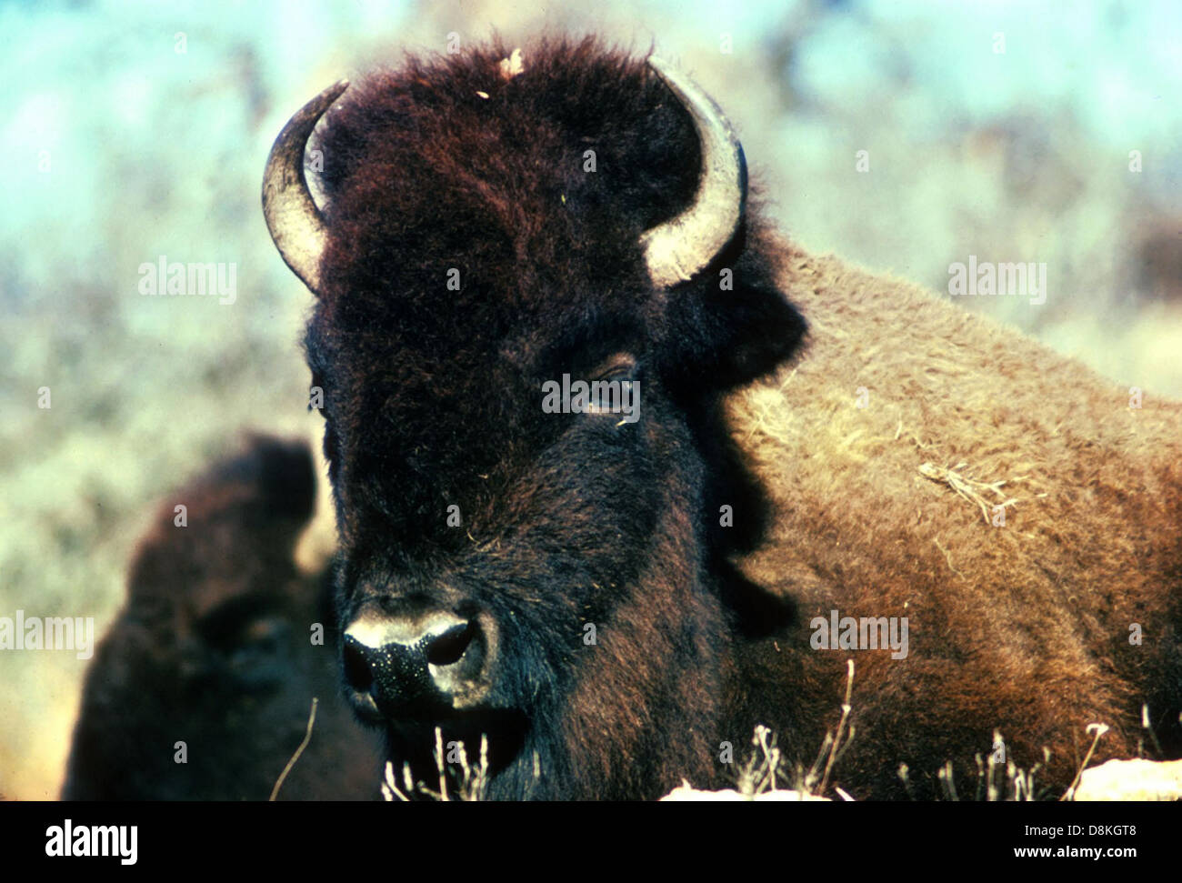 Der Bison ist ein großes Säugetier, das in Nordamerika beheimatet ist ...
