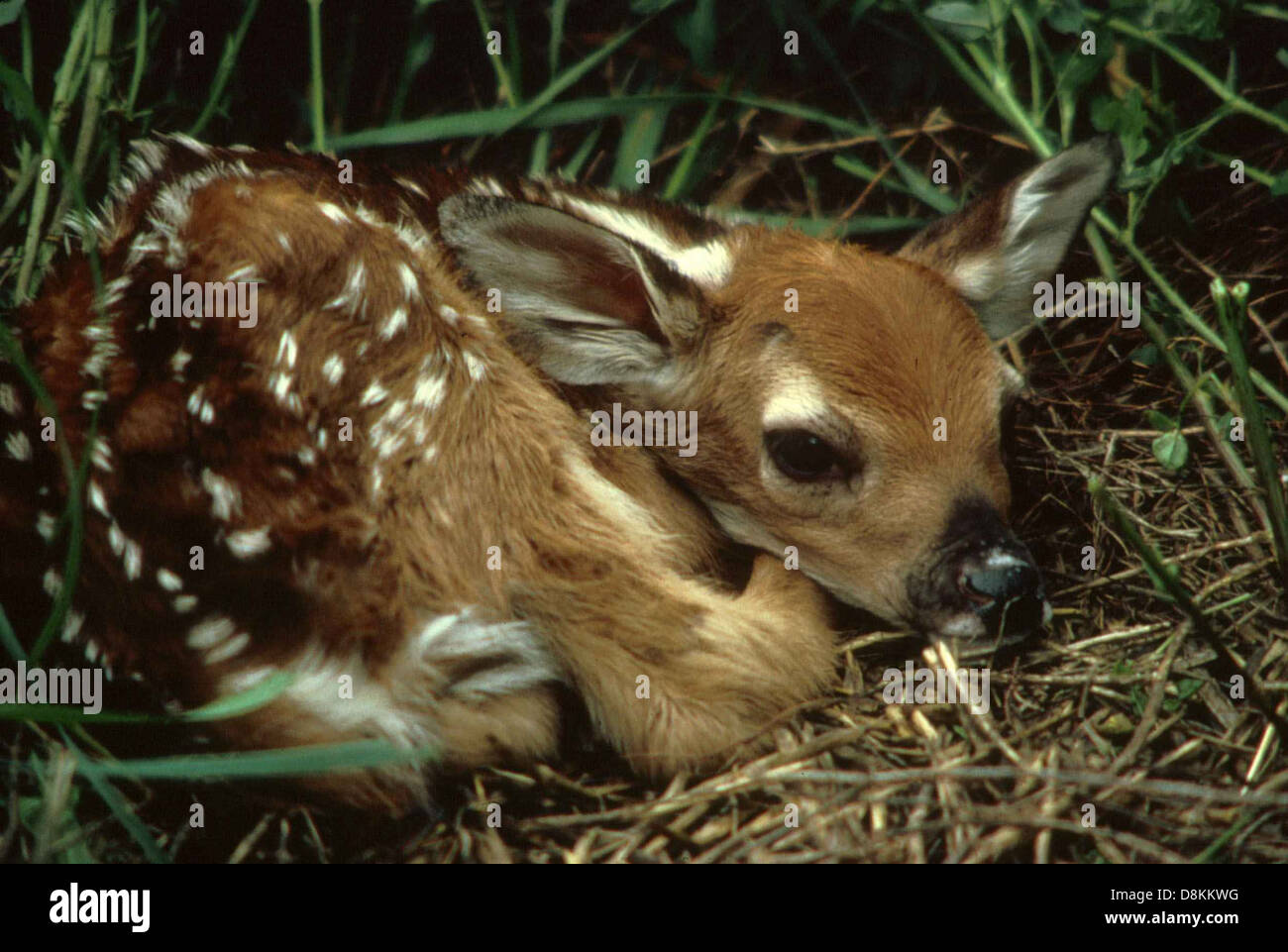 White tailed Reh Rehkitz im Rasen Odocoileus Virginianus ...