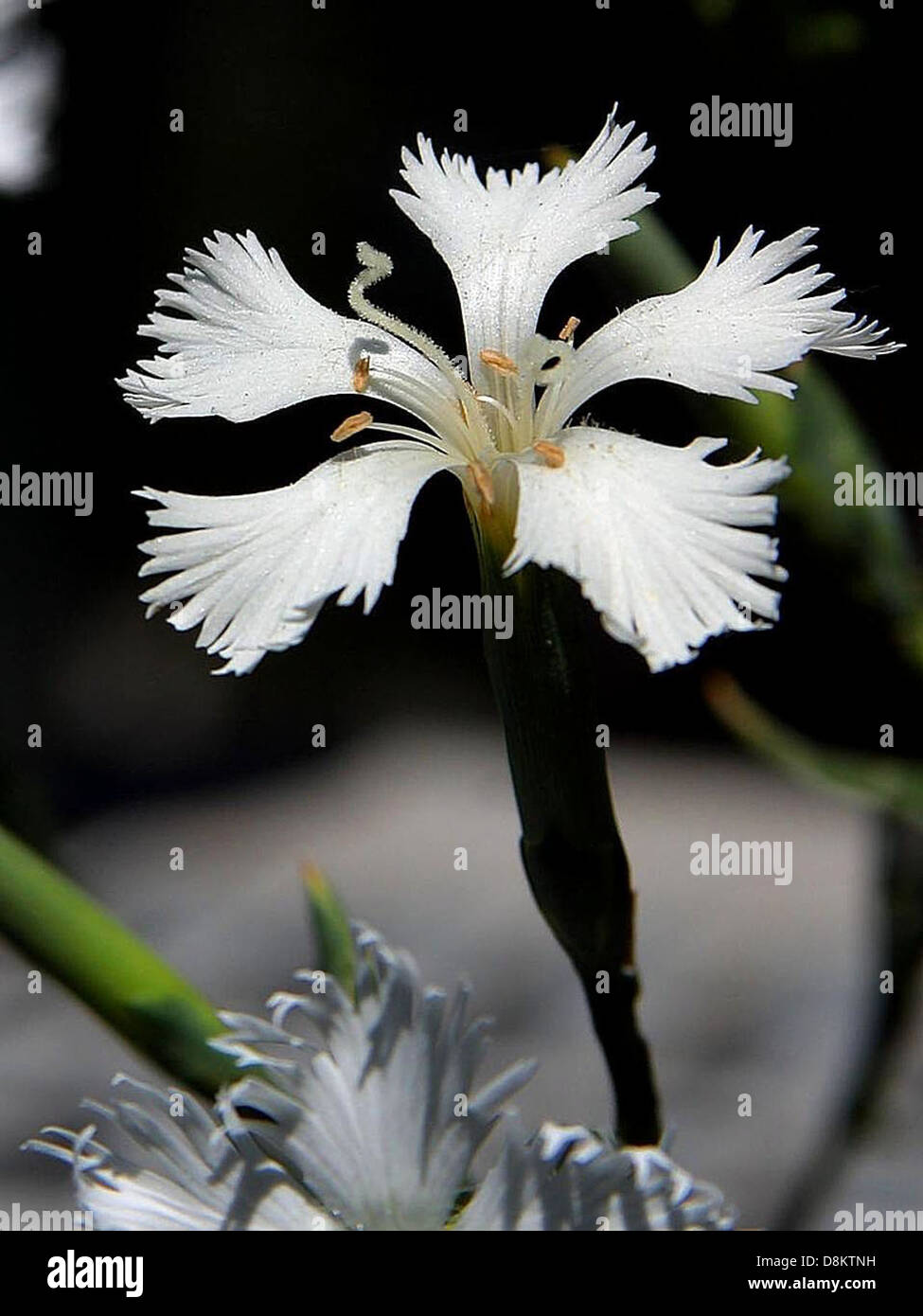 Dieses Bild zeigt eine wunderschöne weiße Blume, die ihre schlichte ...