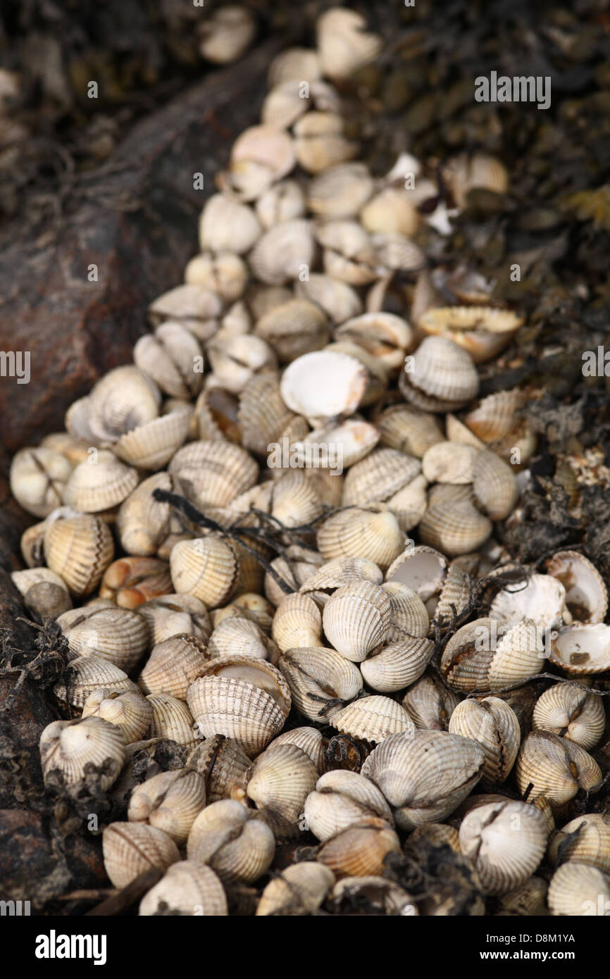 Cockle strand -Fotos und -Bildmaterial in hoher Auflösung – Alamy
