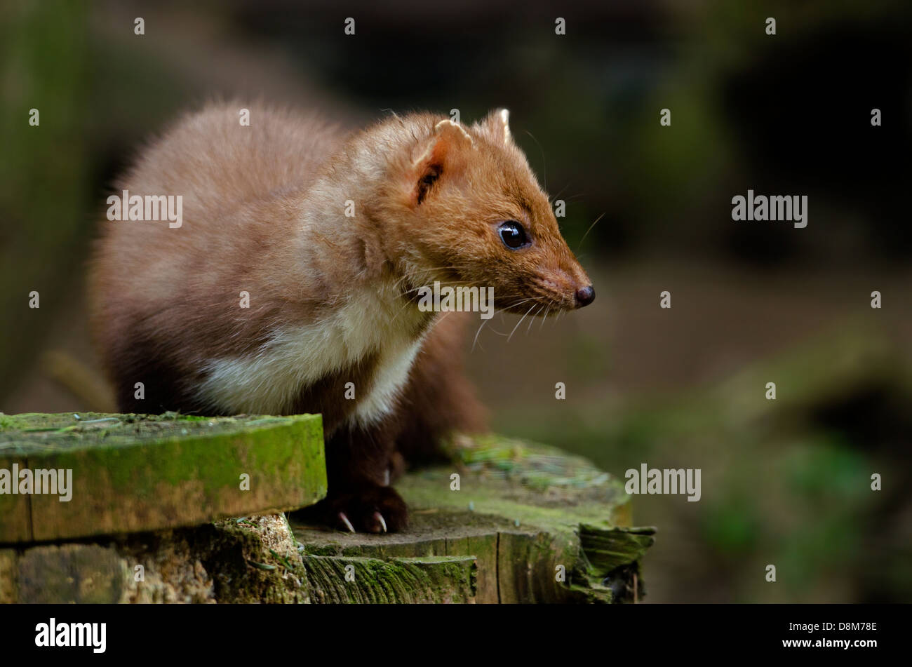 Steinmarder (Martes Foina) am Holzstapel Stockfotografie - Alamy