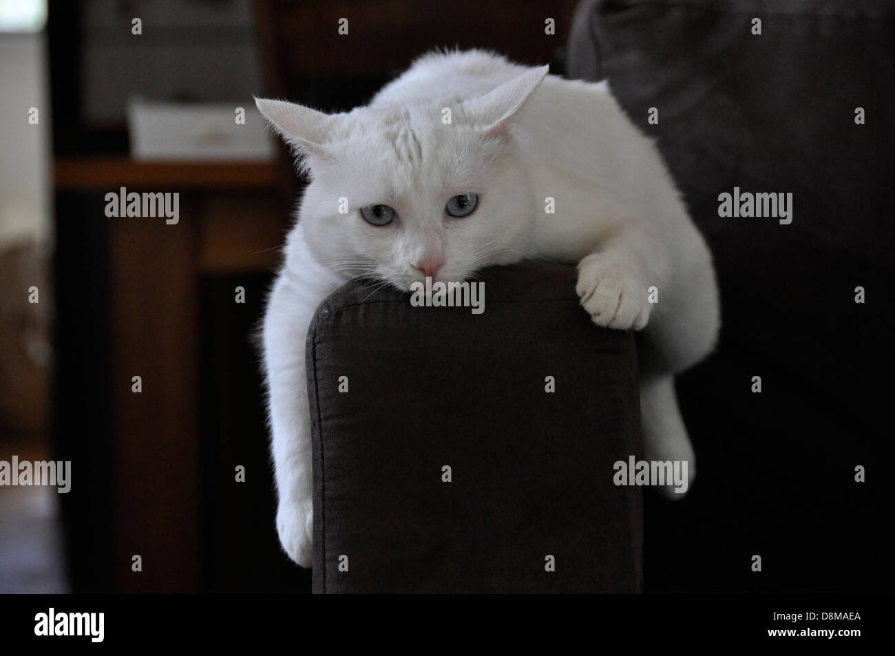 Katze auf dem sofa arm -Fotos und -Bildmaterial in hoher Auflösung – Alamy