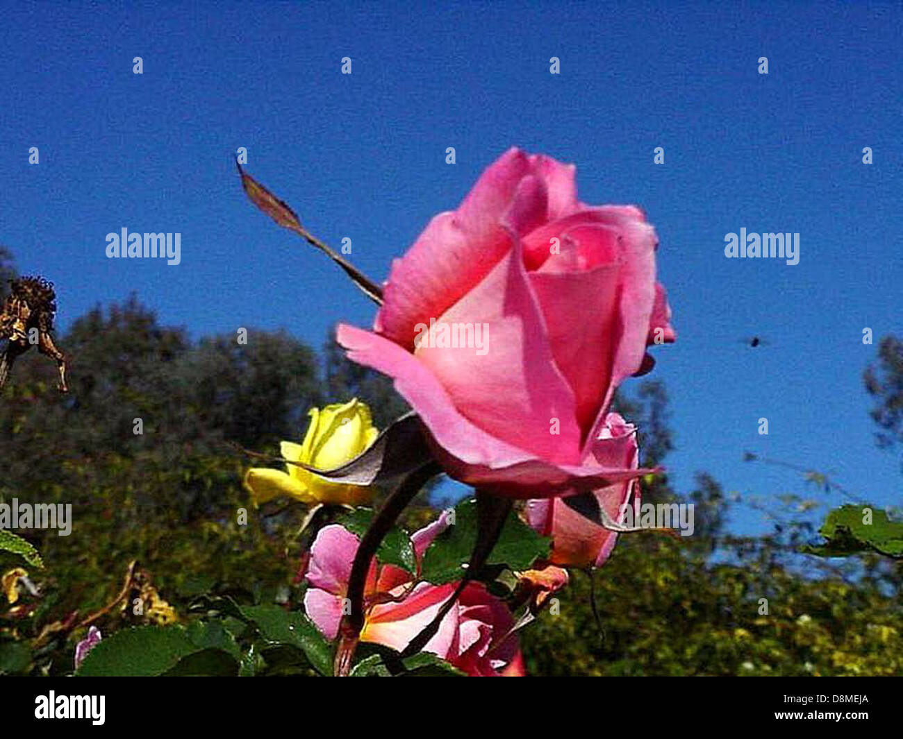 Dieses Bild zeigt die leuchtenden rosa Rosen in voller Blüte im Balboa ...