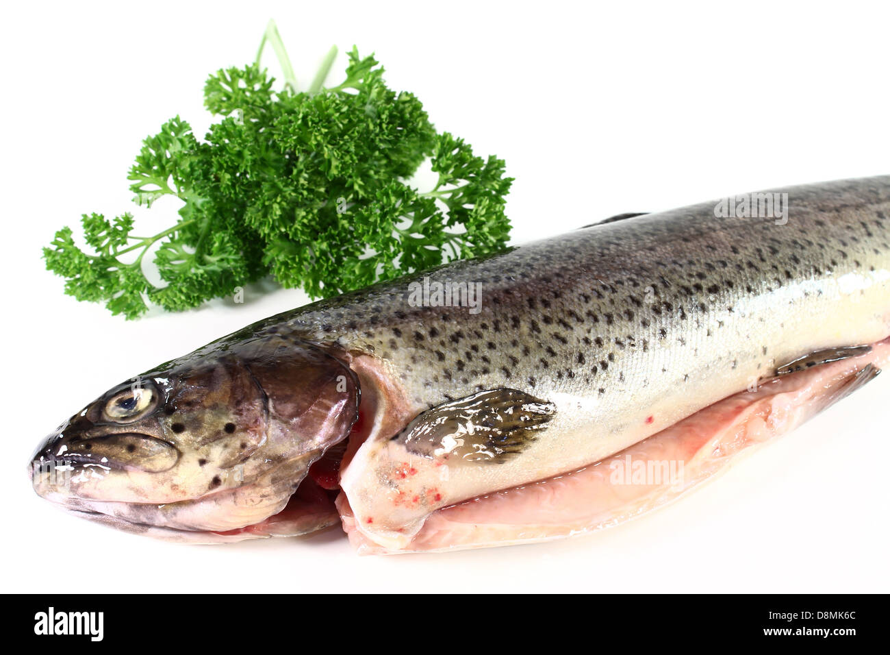 Lebende forelle -Fotos und -Bildmaterial in hoher Auflösung – Alamy