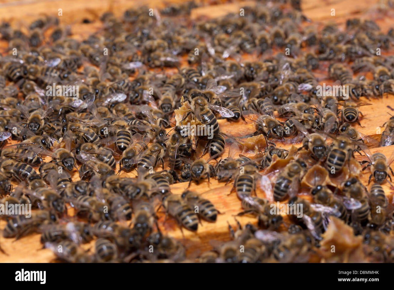 Waben von wildbienen -Fotos und -Bildmaterial in hoher Auflösung – Alamy