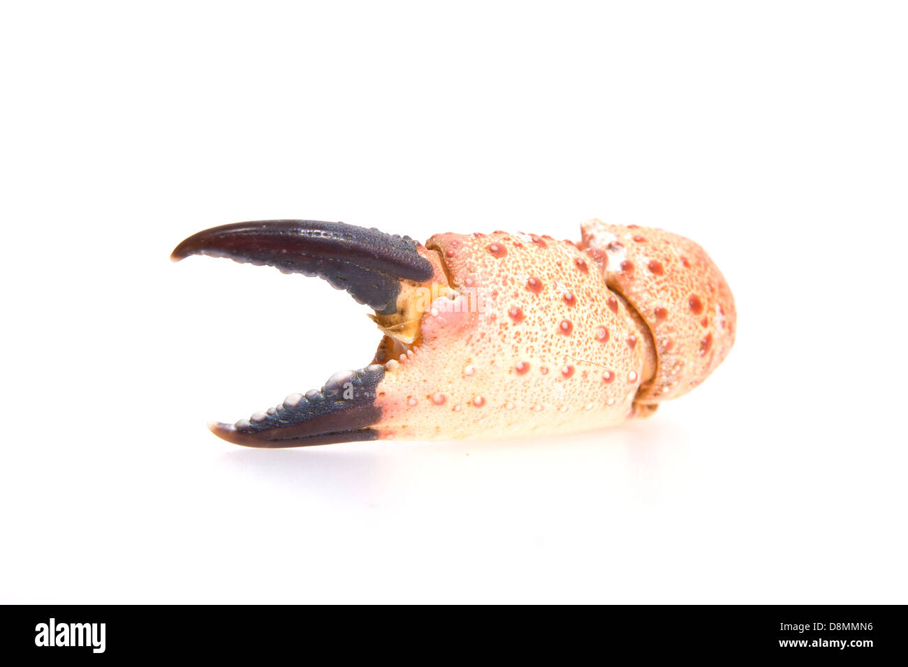 Fisch und krabben Ausgeschnittene Stockfotos und -bilder - Alamy