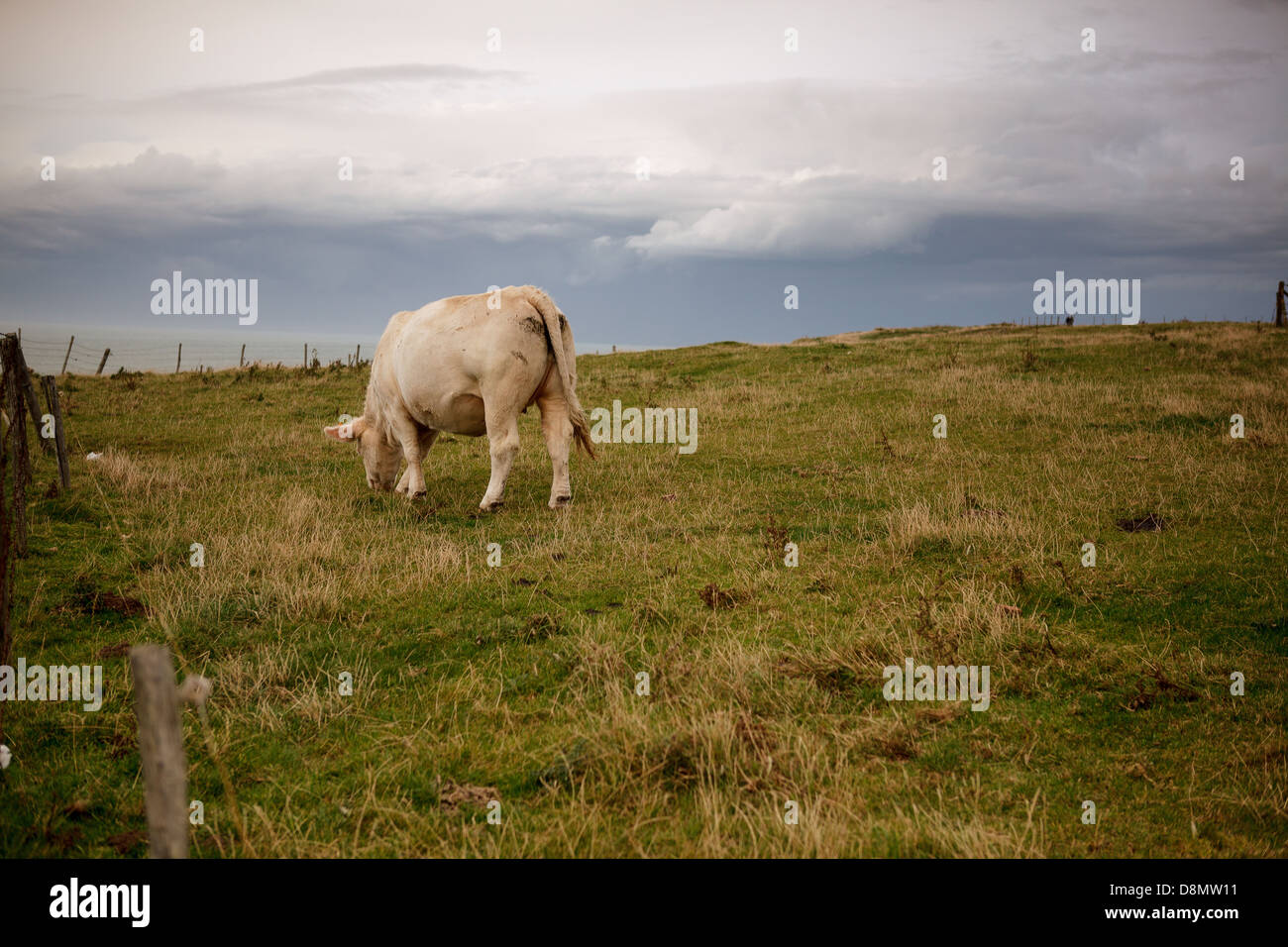 Charolais-Rinder in der Normandie Stockfotografie - Alamy