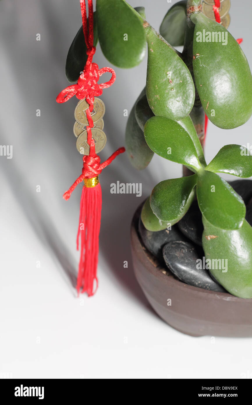 Chinesischer geldbaum -Fotos und -Bildmaterial in hoher Auflösung – Alamy