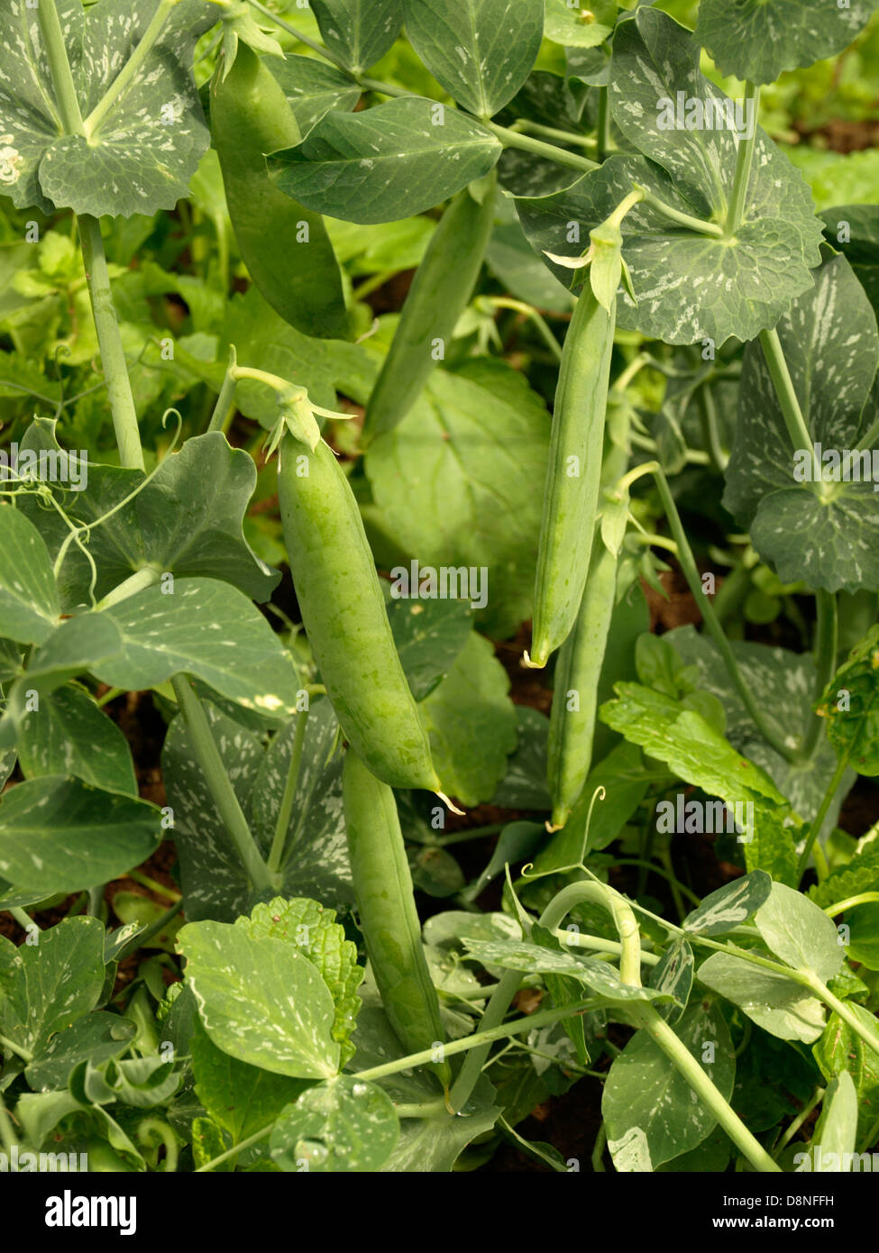 Erbse pisum sativum -Fotos und -Bildmaterial in hoher Auflösung – Alamy