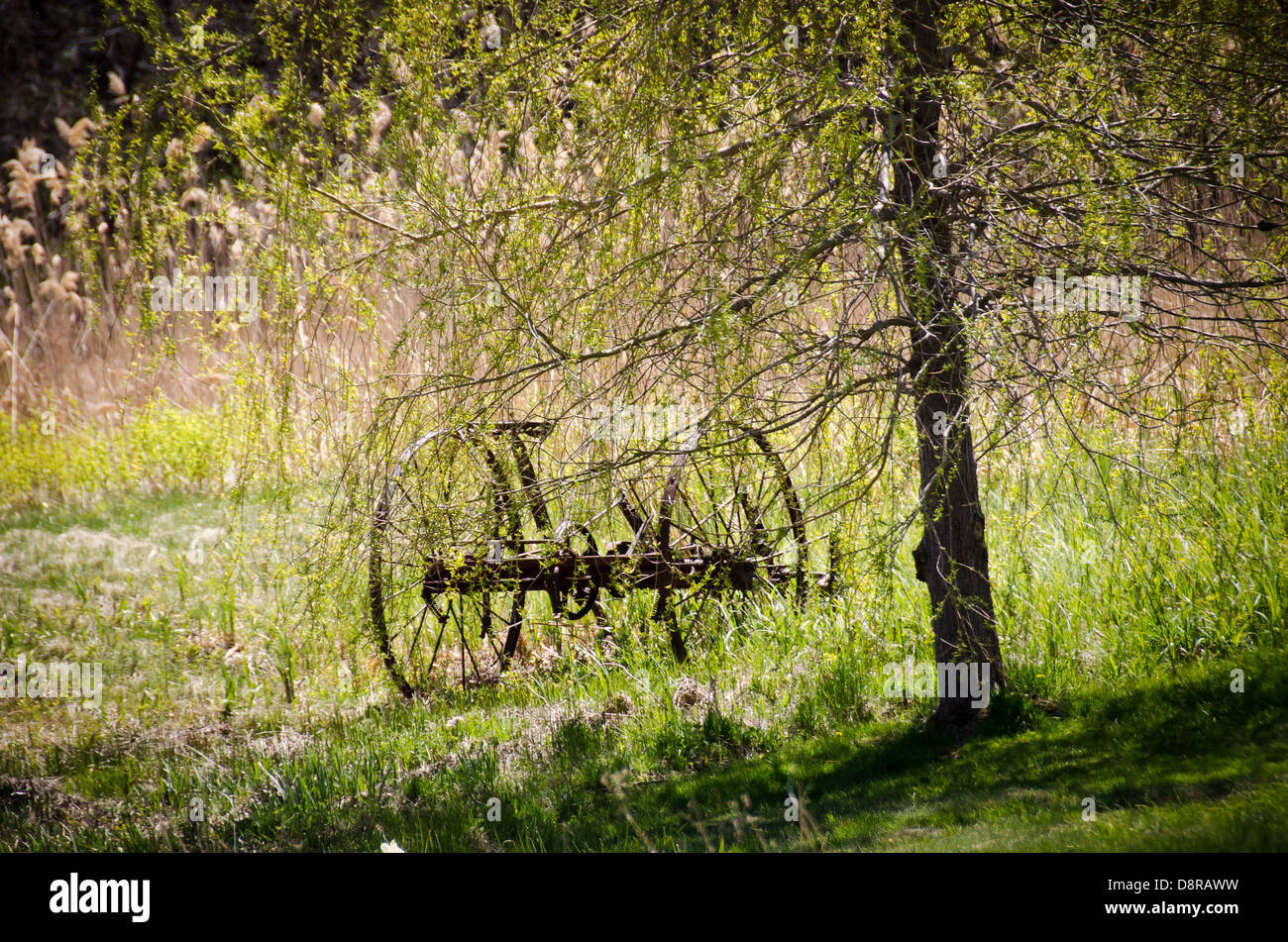 Altes Heu Rechen und Weiden, diese alten Heu Rechen nur sitzt in einem ...