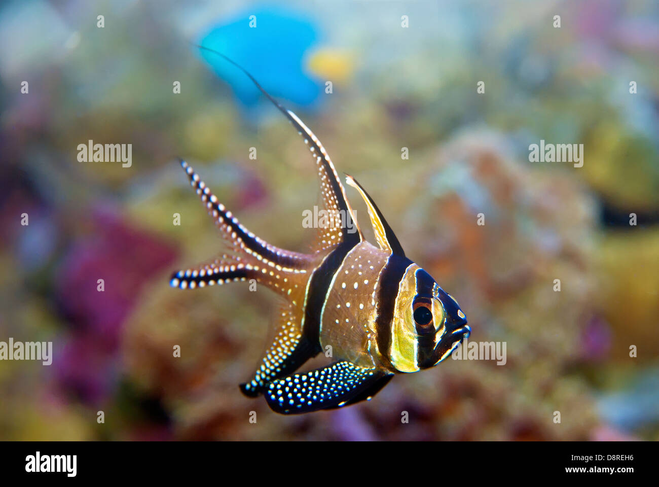 Bewohner tropischer Rifffische Stockfotografie - Alamy