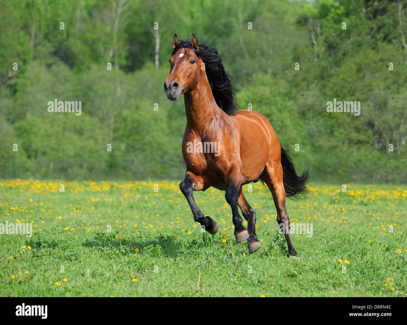 Andalusian bay stallion with -Fotos und -Bildmaterial in hoher ...